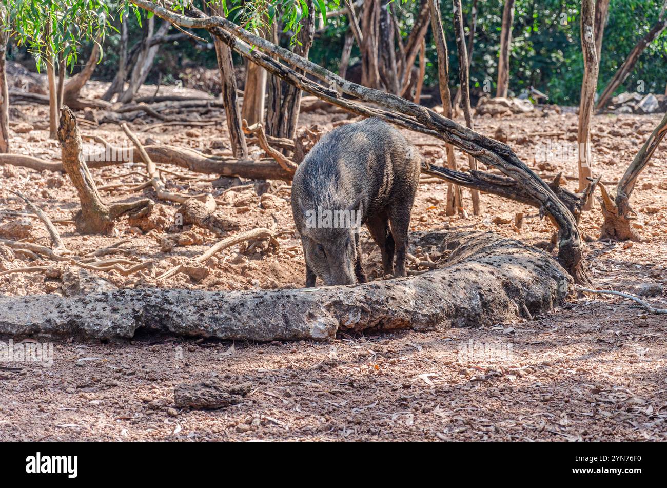 Big black pig zoo hi-res stock photography and images - Alamy