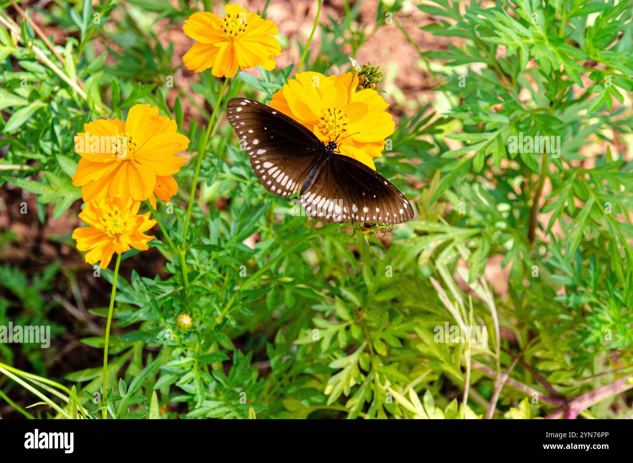 Euploea sylvester, the double-branded crow, also known as the two-brand ...