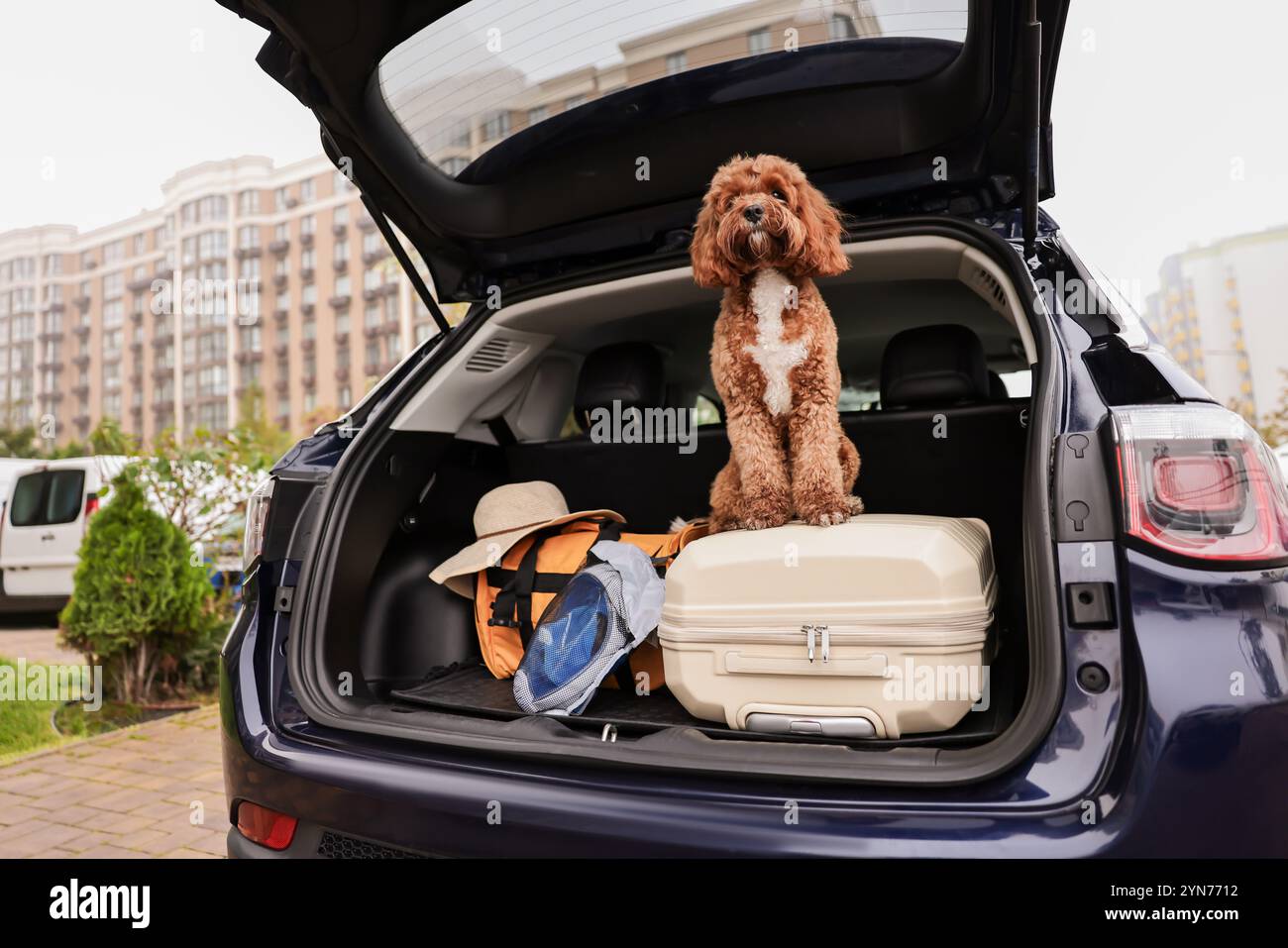 Cute Cavapoo dog with suitcase and other stuff in car trunk Stock Photo ...