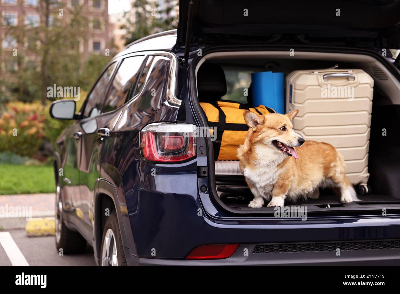 Corgi stuff dog hi-res stock photography and images - Alamy