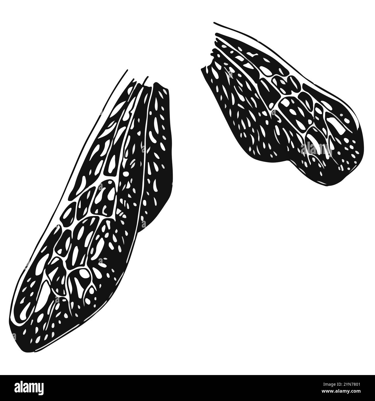 Detailed insect wings. Vector illustration isolated on white background ...