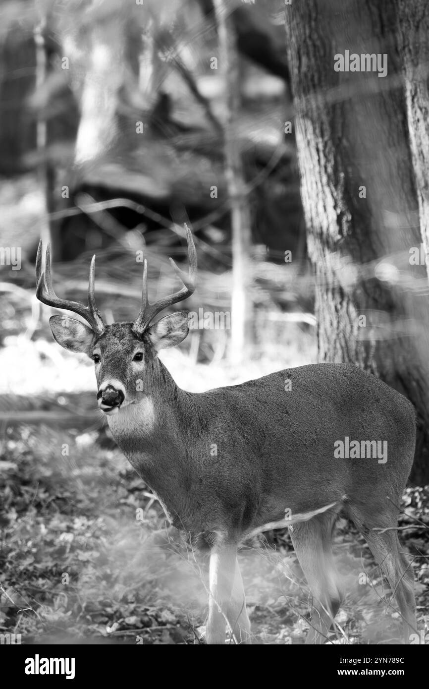 Adult white-tailed deer buck (Odocoileus virginianus) in the woods ...