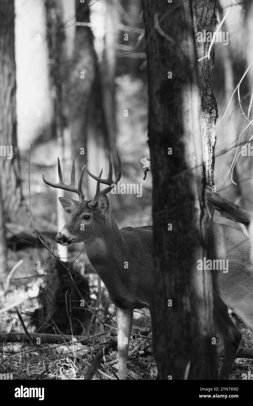 Adult white-tailed deer buck (Odocoileus virginianus) in the woods ...