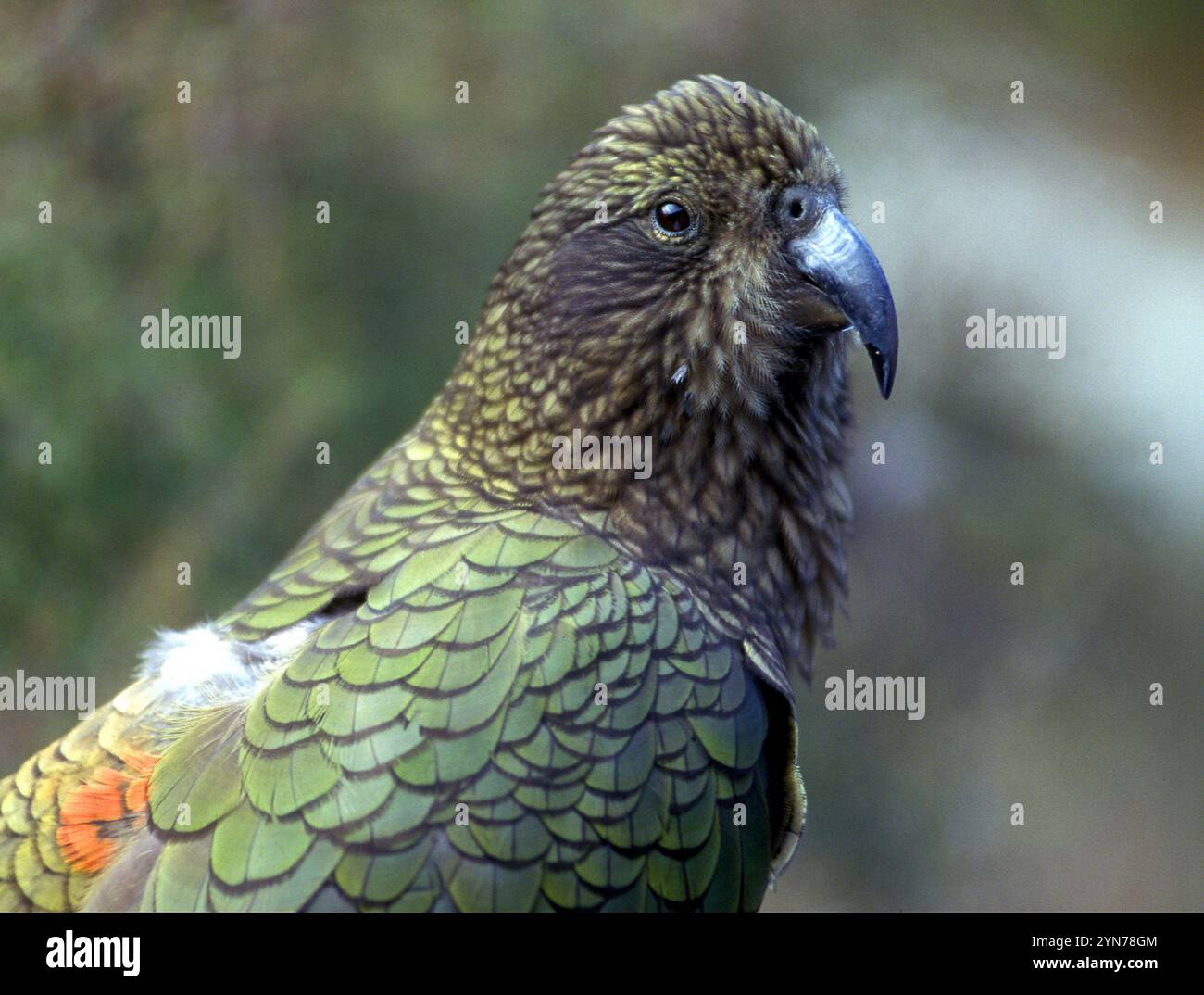 A rare New Zealand parrot the Kea. ( nestor notabilis Stock Photo - Alamy
