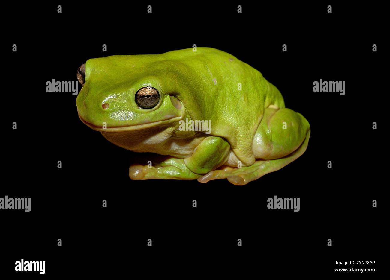 Green tree frog in Lakefield national park Cape York Peninsula ...