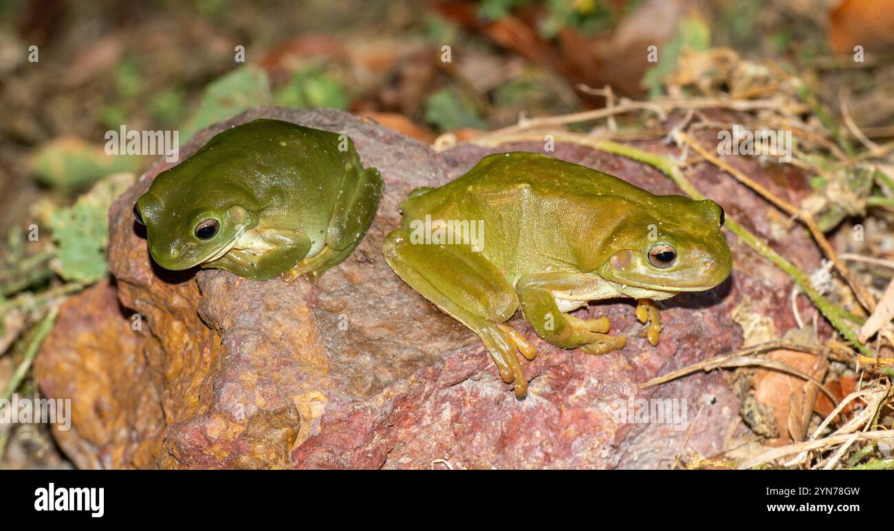 Green tree frogs at night in far north Queensland, Australia Stock ...