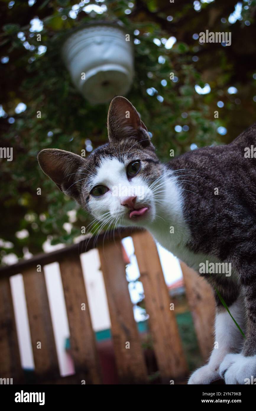 Silly cat sticking its tongue out Stock Photo - Alamy