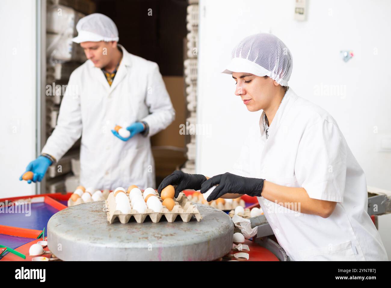Chicken farm female employee sorts and labels chicken eggs Stock Photo ...