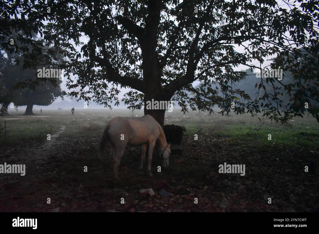 Winter morning scenario in Kolkata. (Photo by Sudipta Das/Pacific Press ...