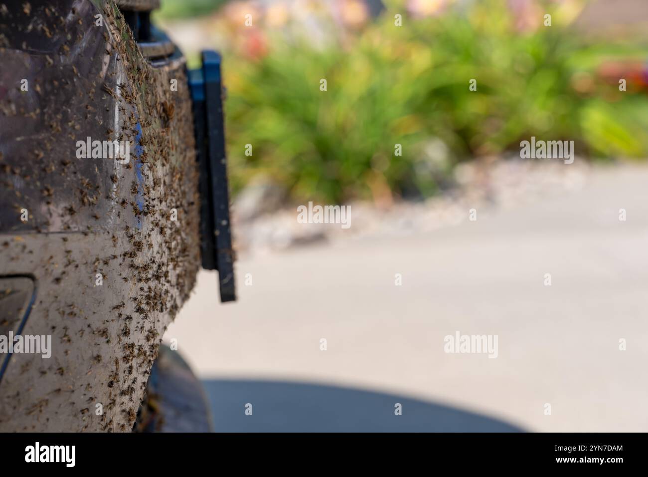 Squished and smeared dead bugs on the front grill of a vehicle Stock ...