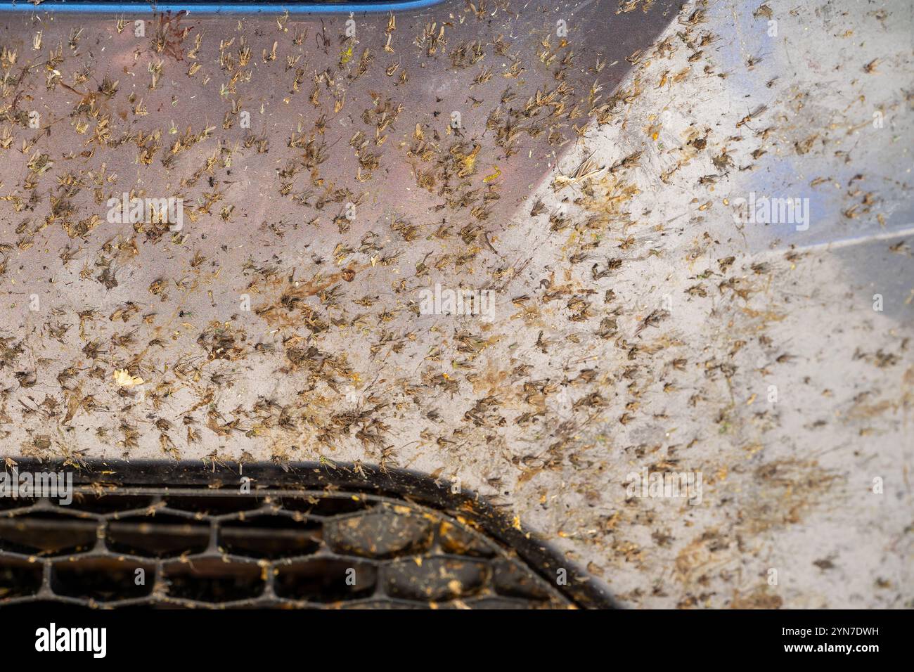 Squished and smeared dead bugs on the front grill of a vehicle Stock ...