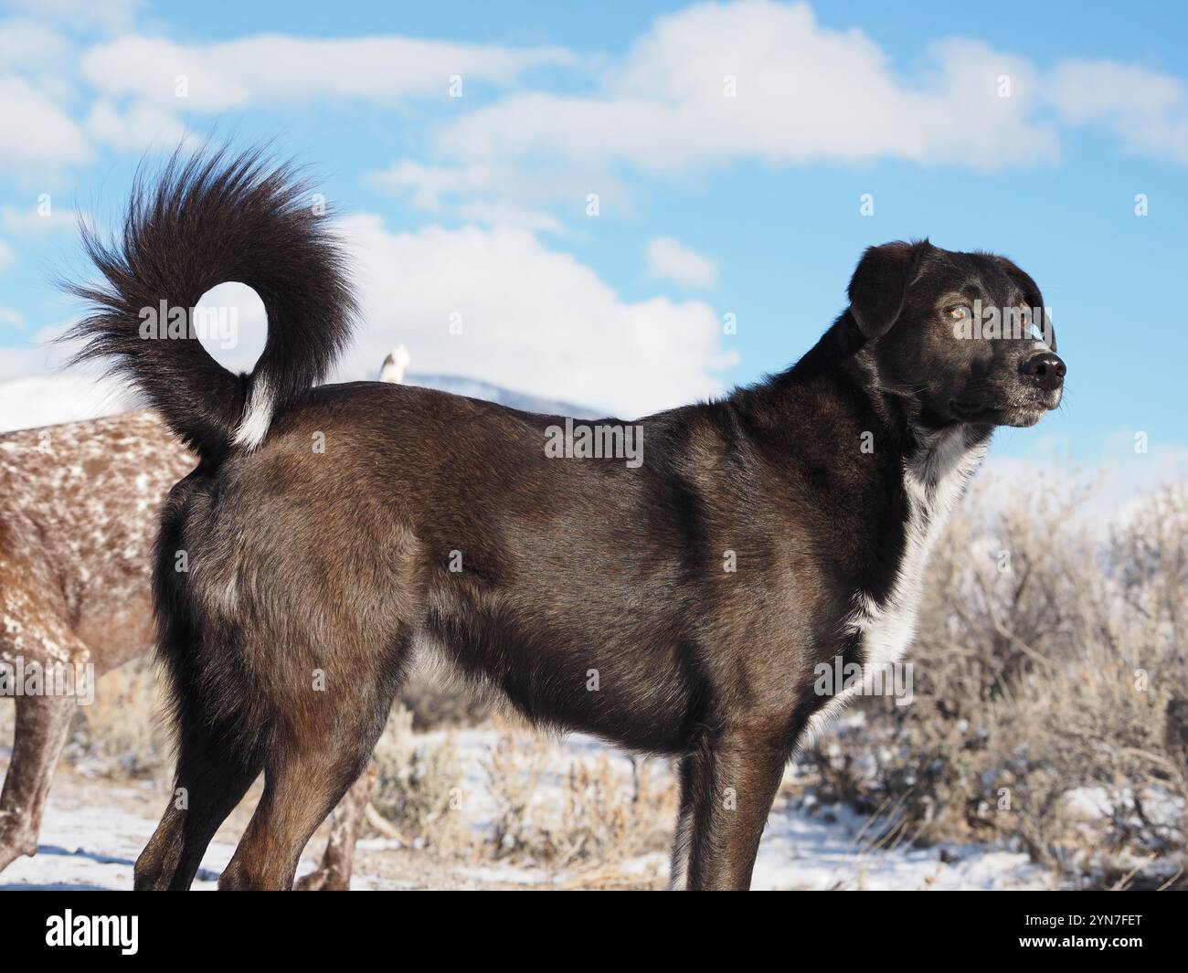 Curled dog tail hi-res stock photography and images - Alamy