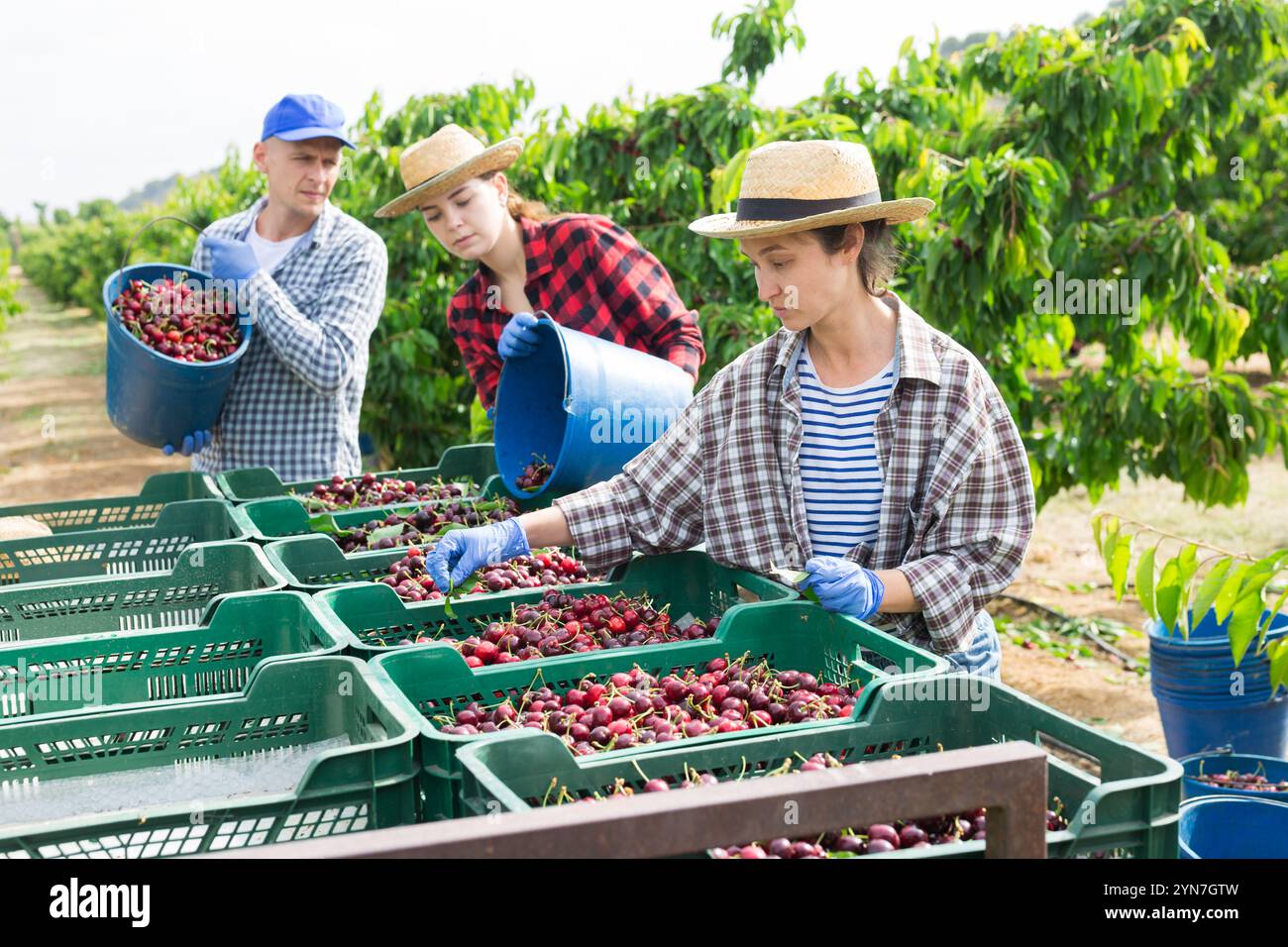 Gardeners sorting freshly harvested cherry at orchard Stock Photo - Alamy