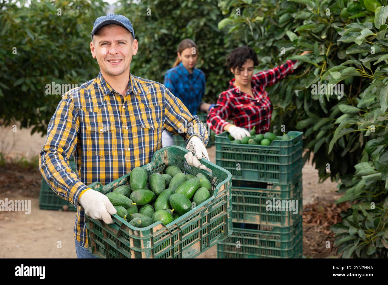 Mexico avocado plantation hi-res stock photography and images - Alamy