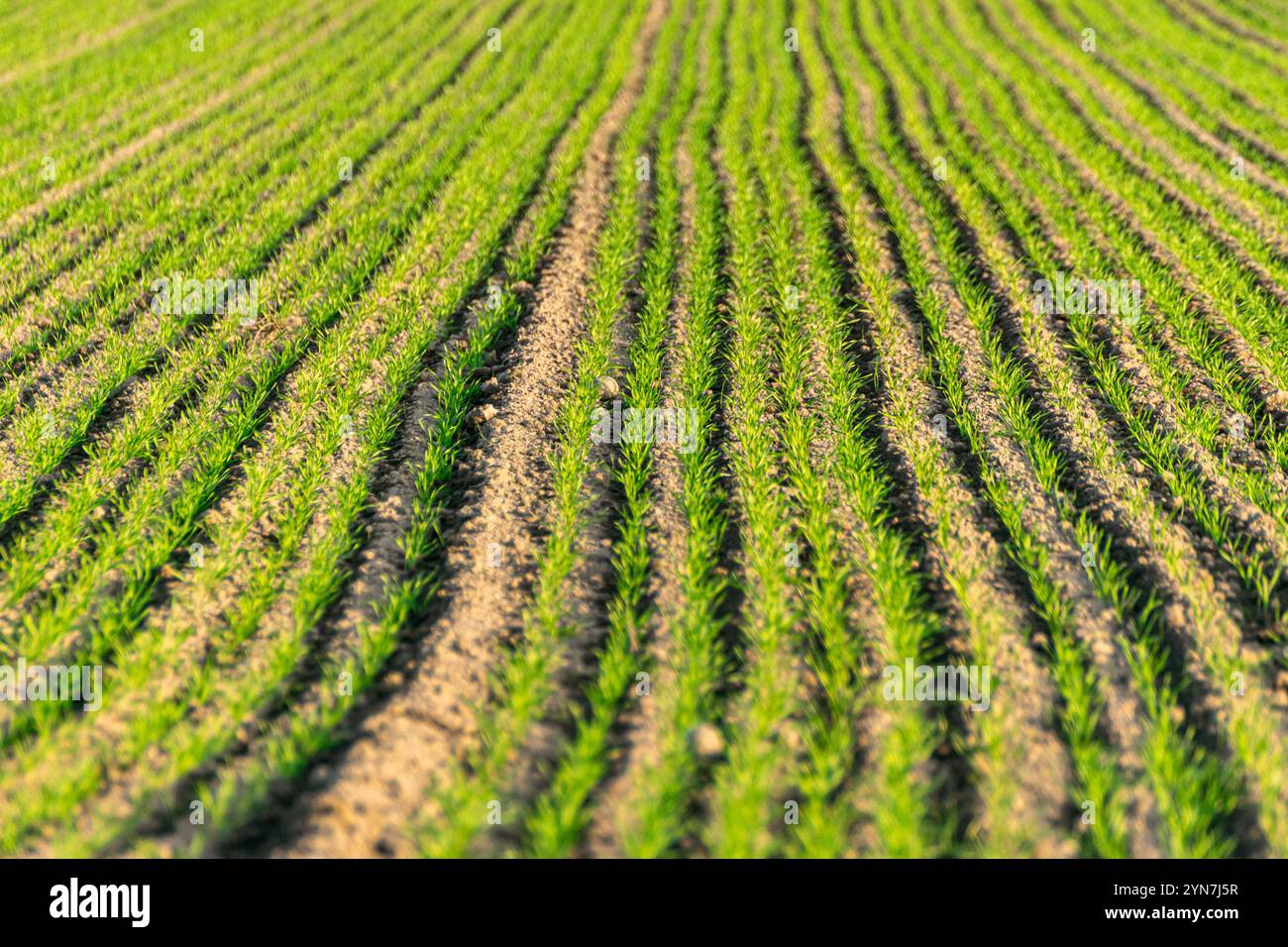 view of the furrows in the ground of a sprouting rye planting Stock ...