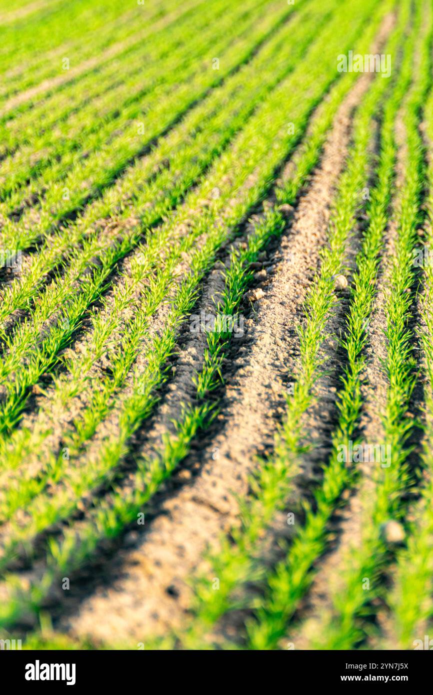 view of the furrows in the ground of a sprouting rye plantation Stock ...