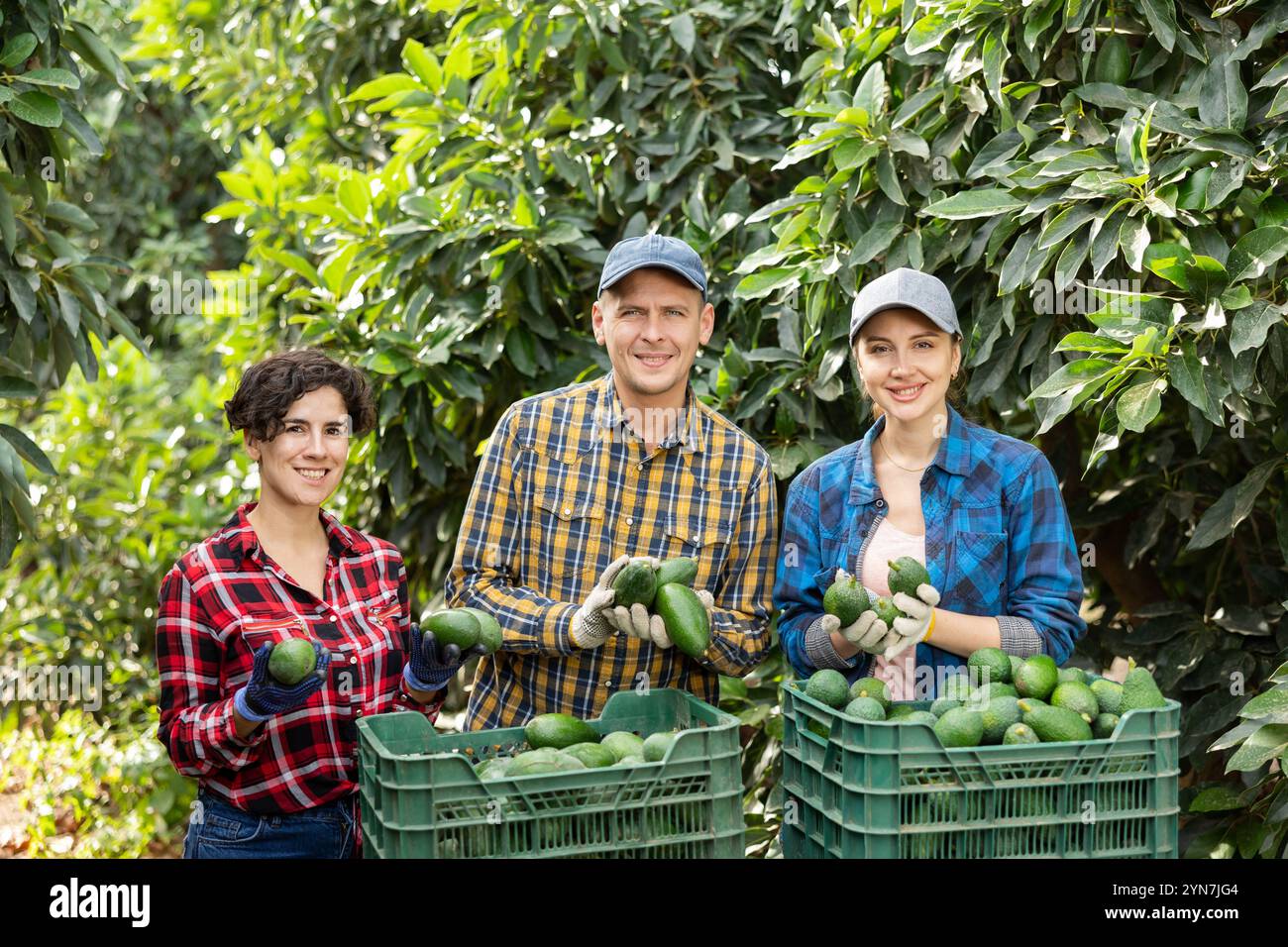 Three farmers posing with harvest of avocado in orchard Stock Photo - Alamy