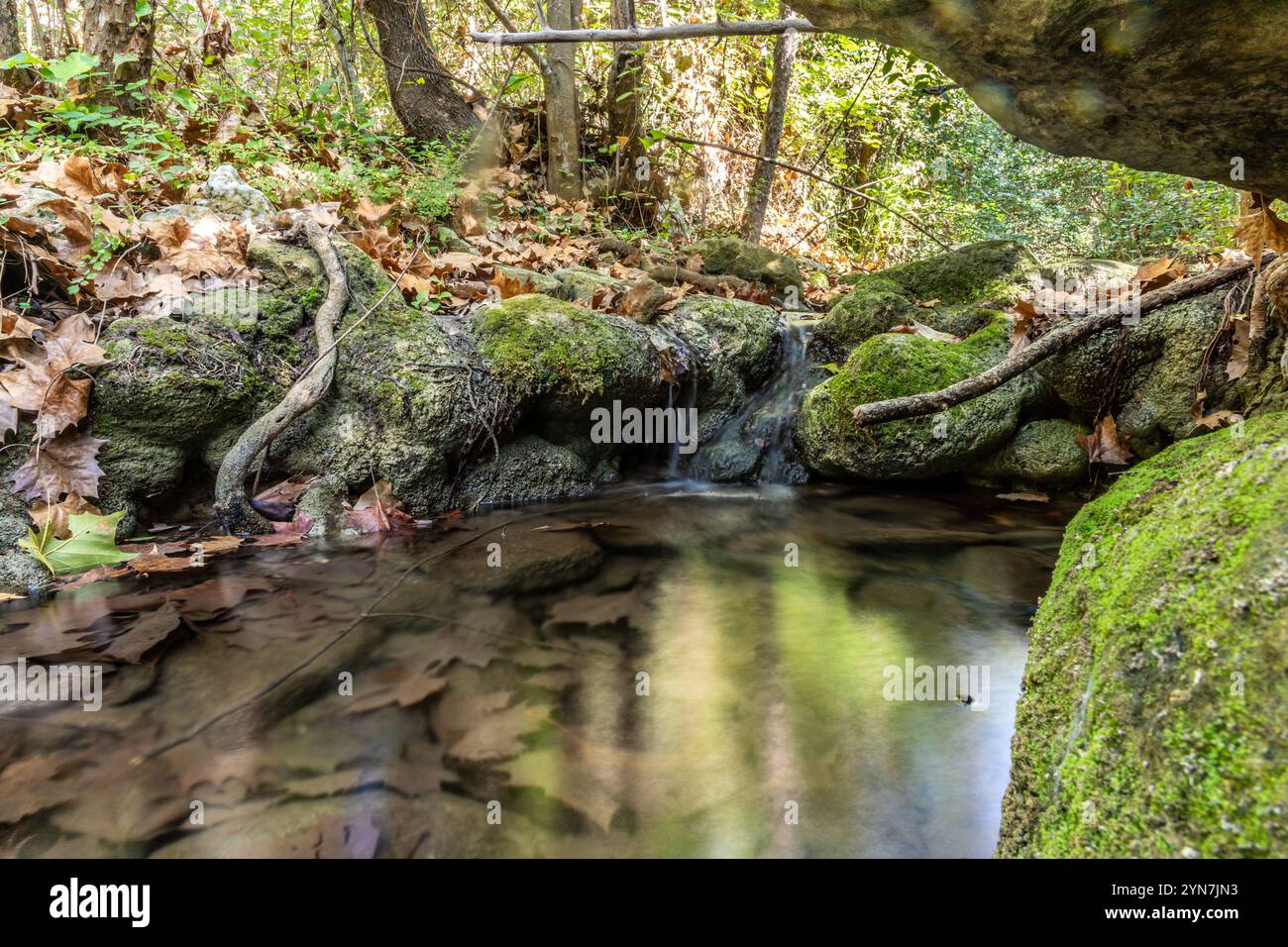 Austin texas vegetation hi-res stock photography and images - Alamy