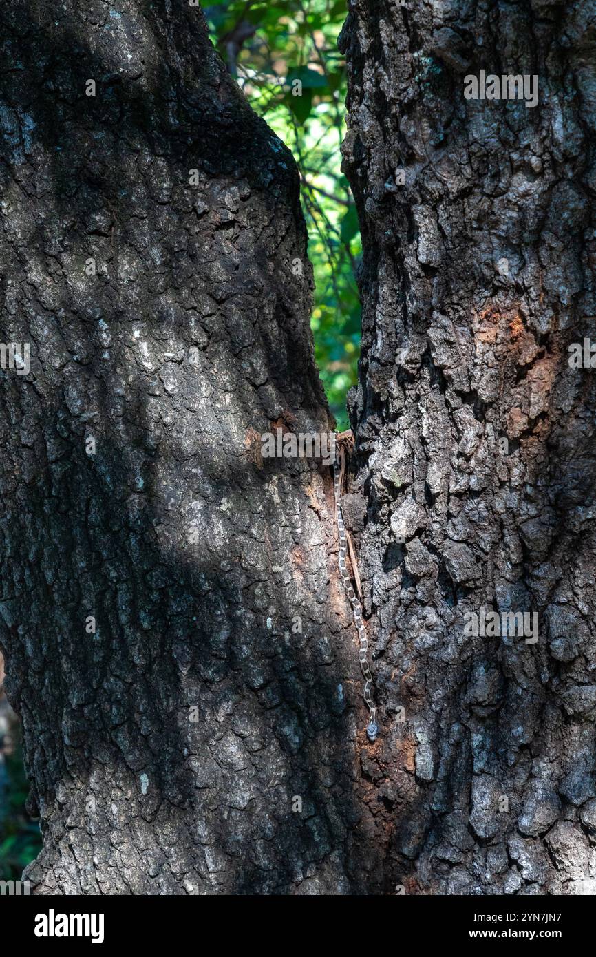 Snake camouflage in a tree trunk, River Place Nature Trail, Austin ...