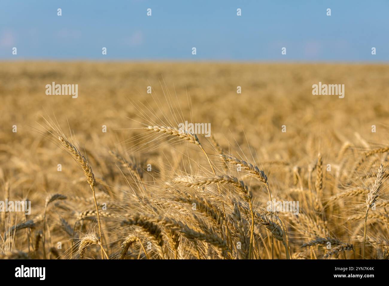 Wheat field ready for harvest at sunset. Cereal grain farming ...