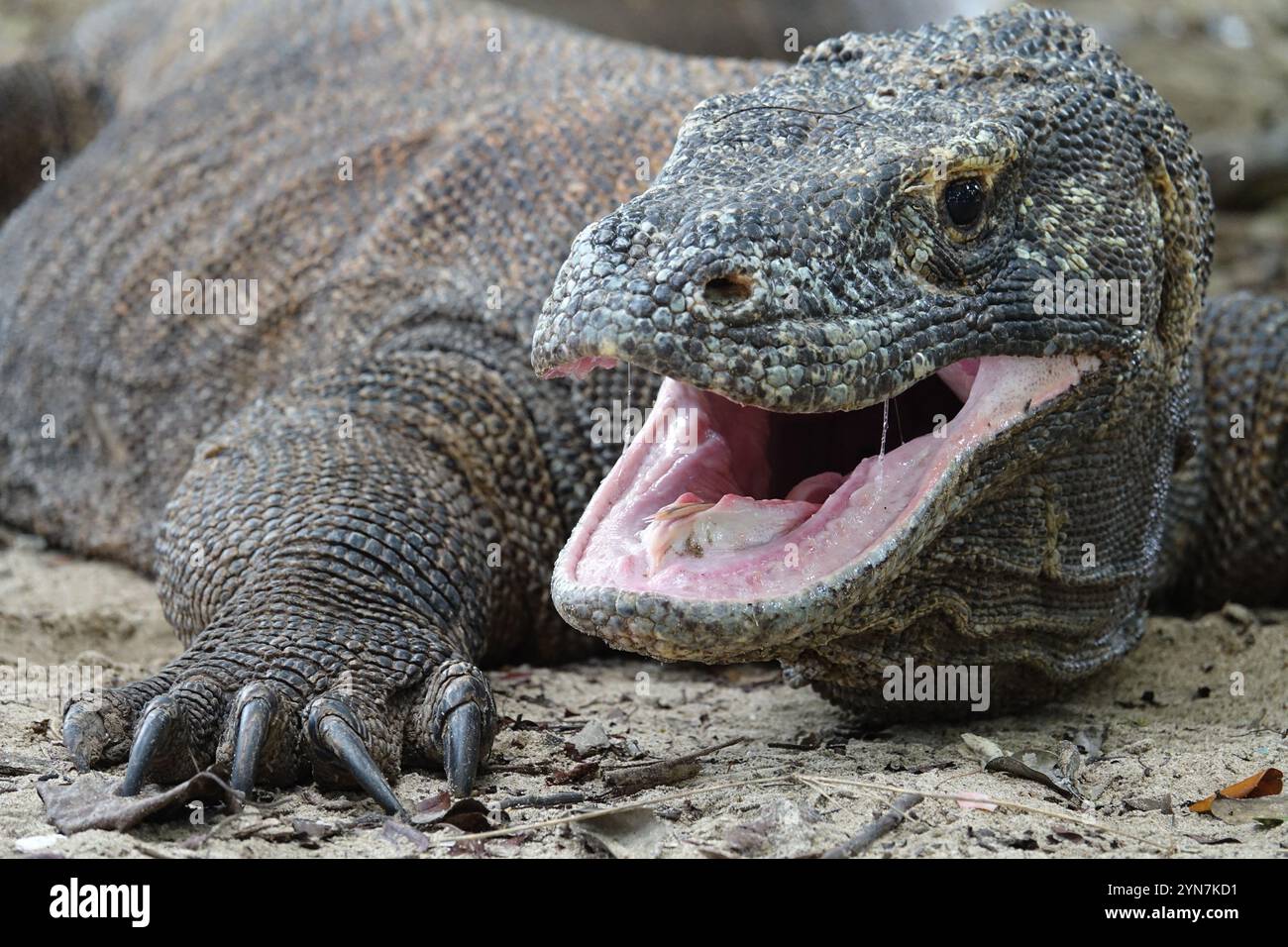 Dragon open hi-res stock photography and images - Alamy