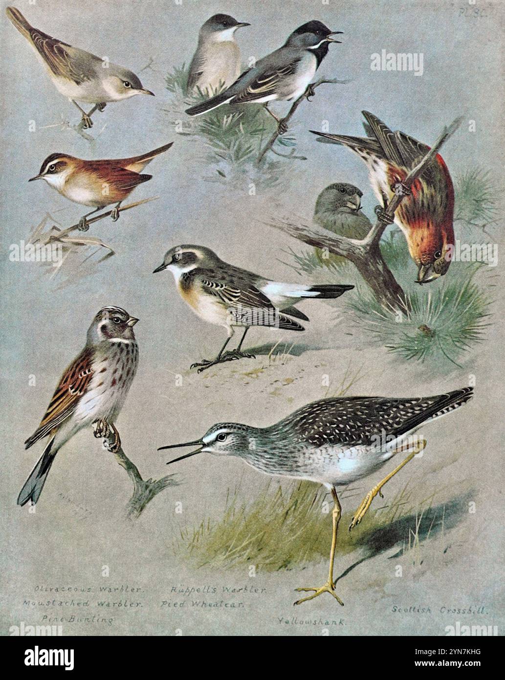 Olivaceous Warbler(Iduna pallida), Rüppell's Warbler(Curruca ruppeli ...