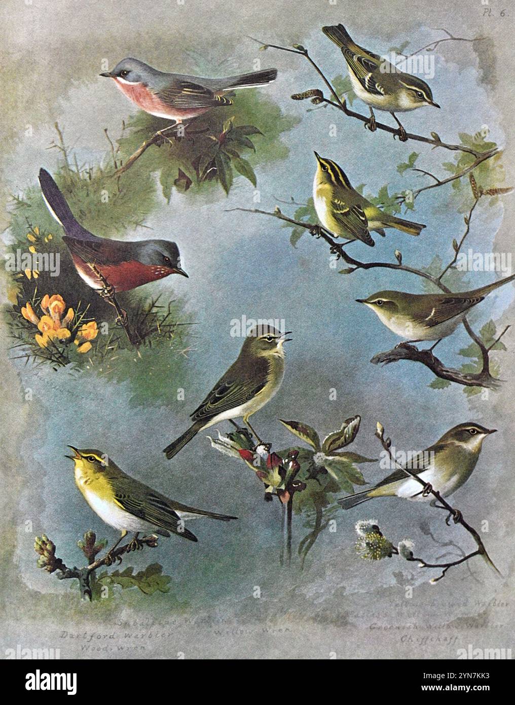 Subalpine Warbler(Curruca iberiae), Yellow Browed Warbler(Phylloscopus ...