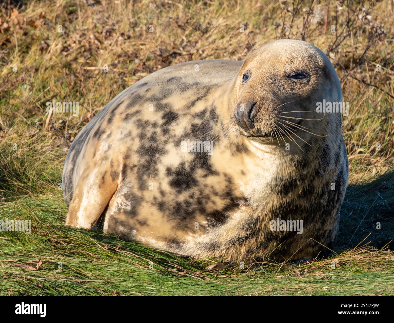 Female grey seal resting on the sand dunes on the english coast. Seals ...