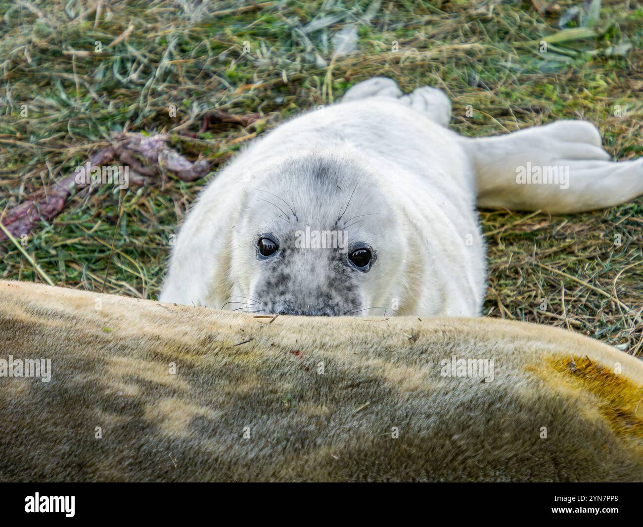 New born grey seal pup, pups with mother, suckling and feeding on the ...