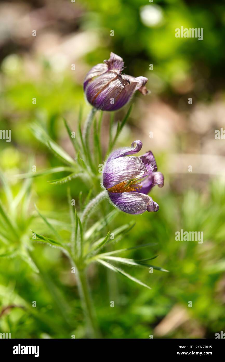 Pale pasque flower hi-res stock photography and images - Alamy