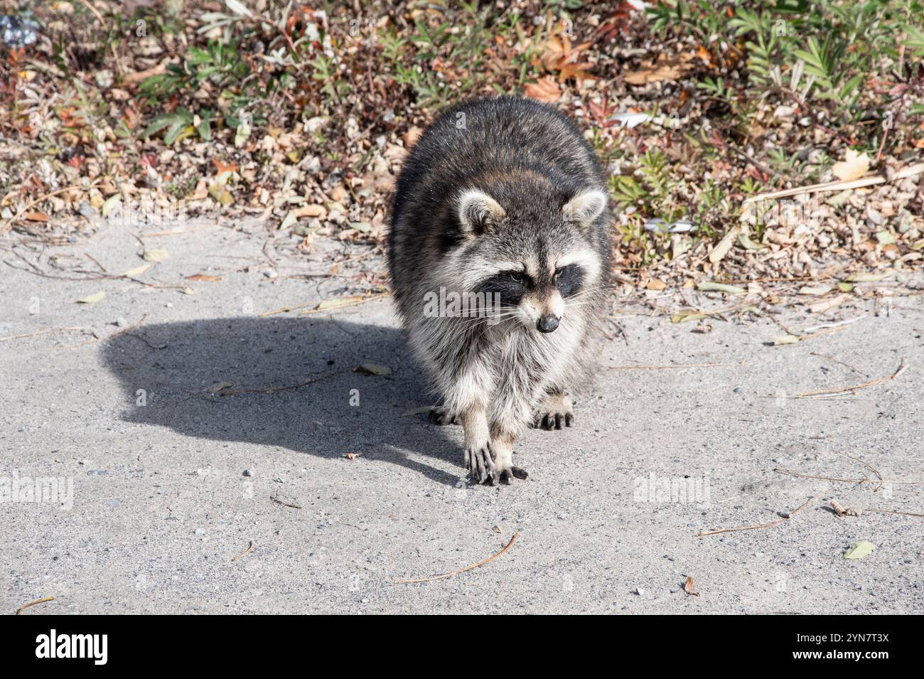Raccoon on the beach at Bluffer's Park in Scarborough, Toronto, Ontario ...