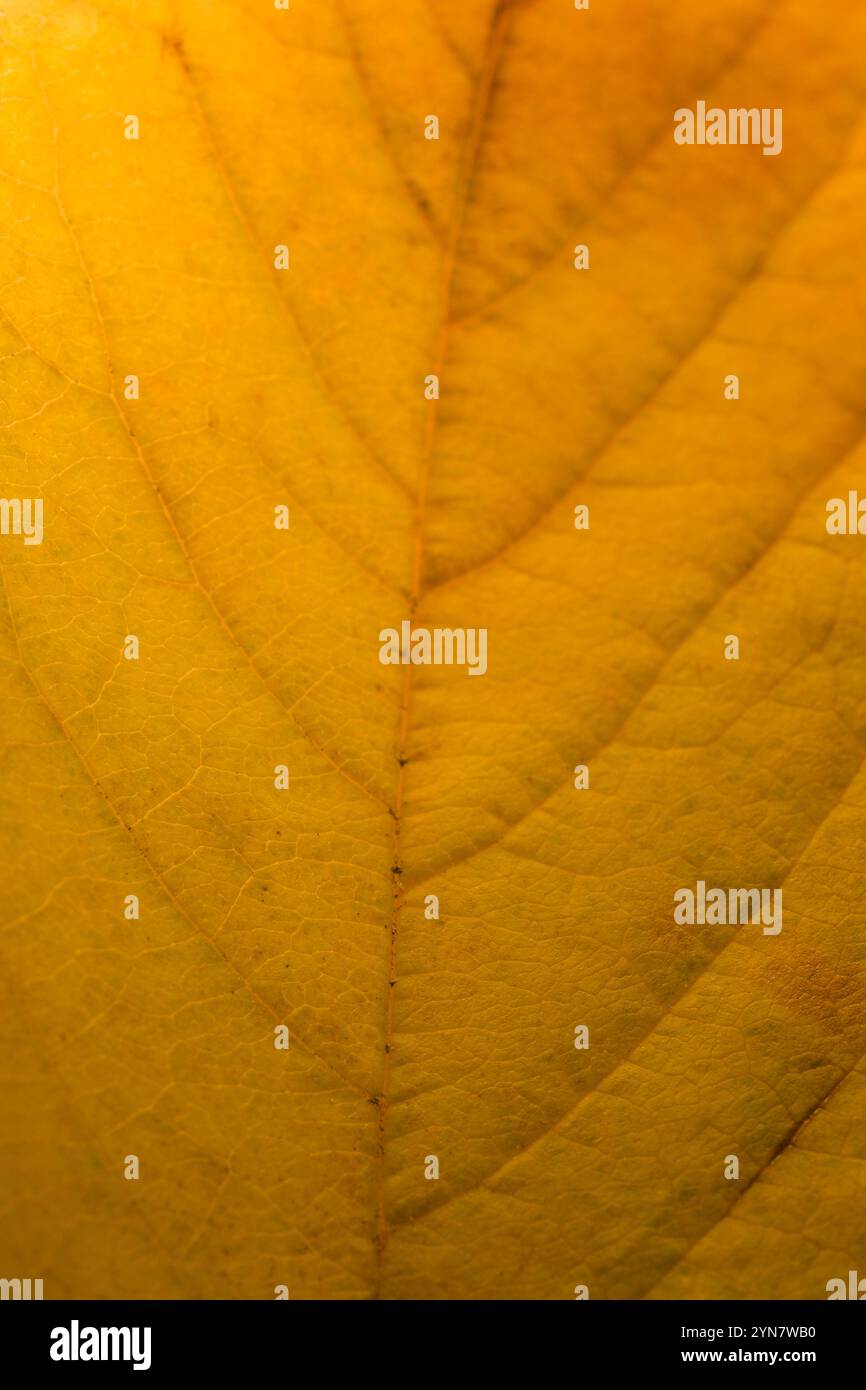 Veins in the desert hi-res stock photography and images - Alamy