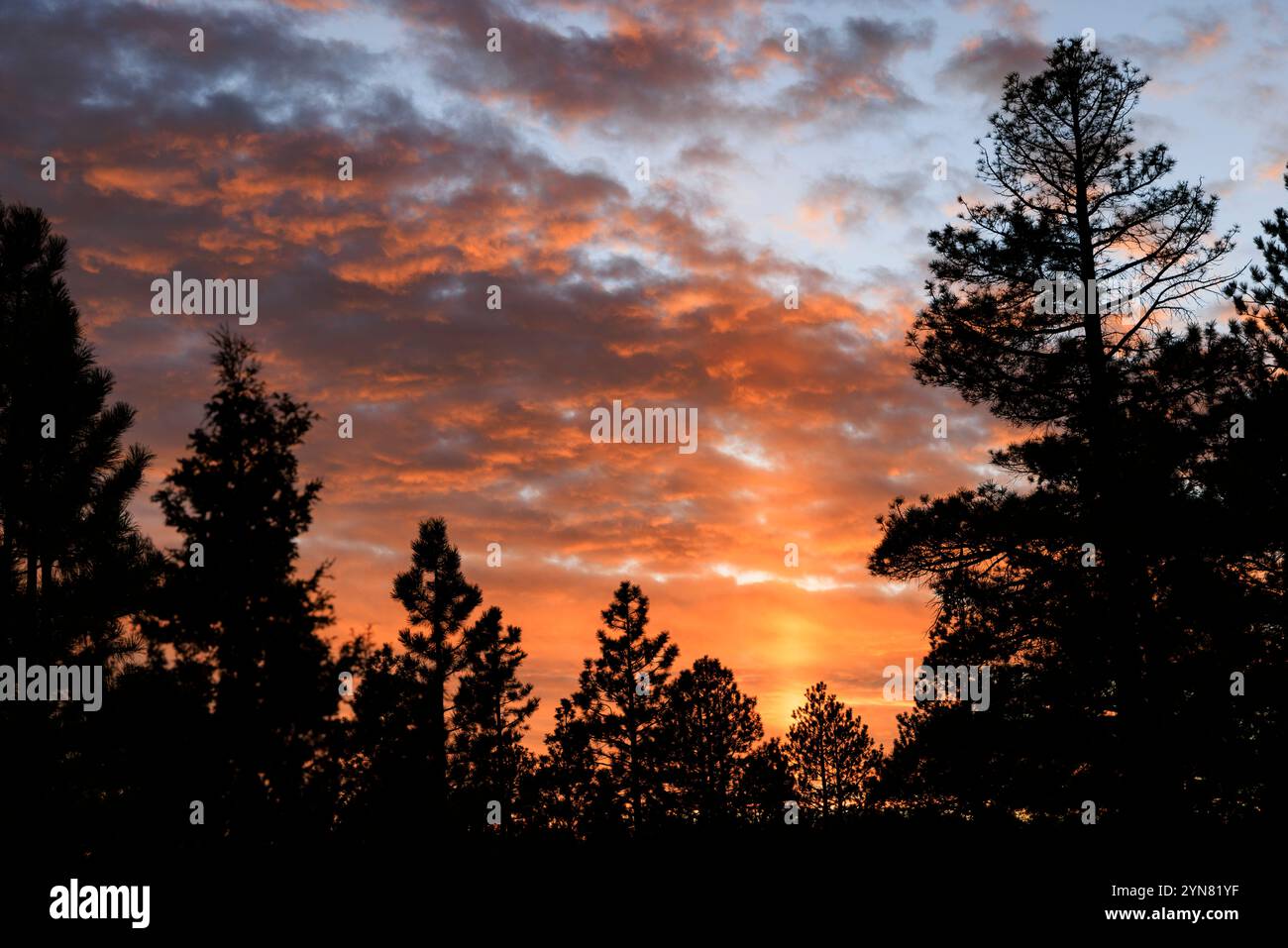 This a view of a blazing sunset over the trees in the Sunrise Point ...