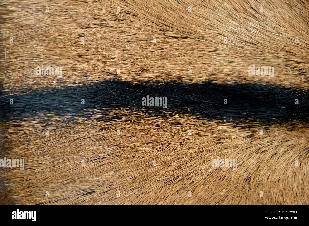 Goat hair fabric hi-res stock photography and images - Alamy