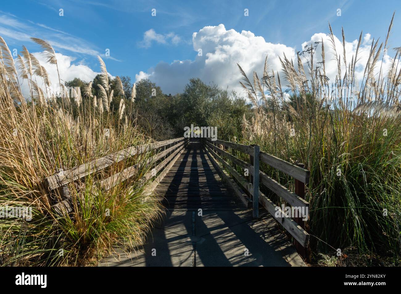 Scenic Pampas grass trimmed bridge vista in Dana Point, Orange County ...