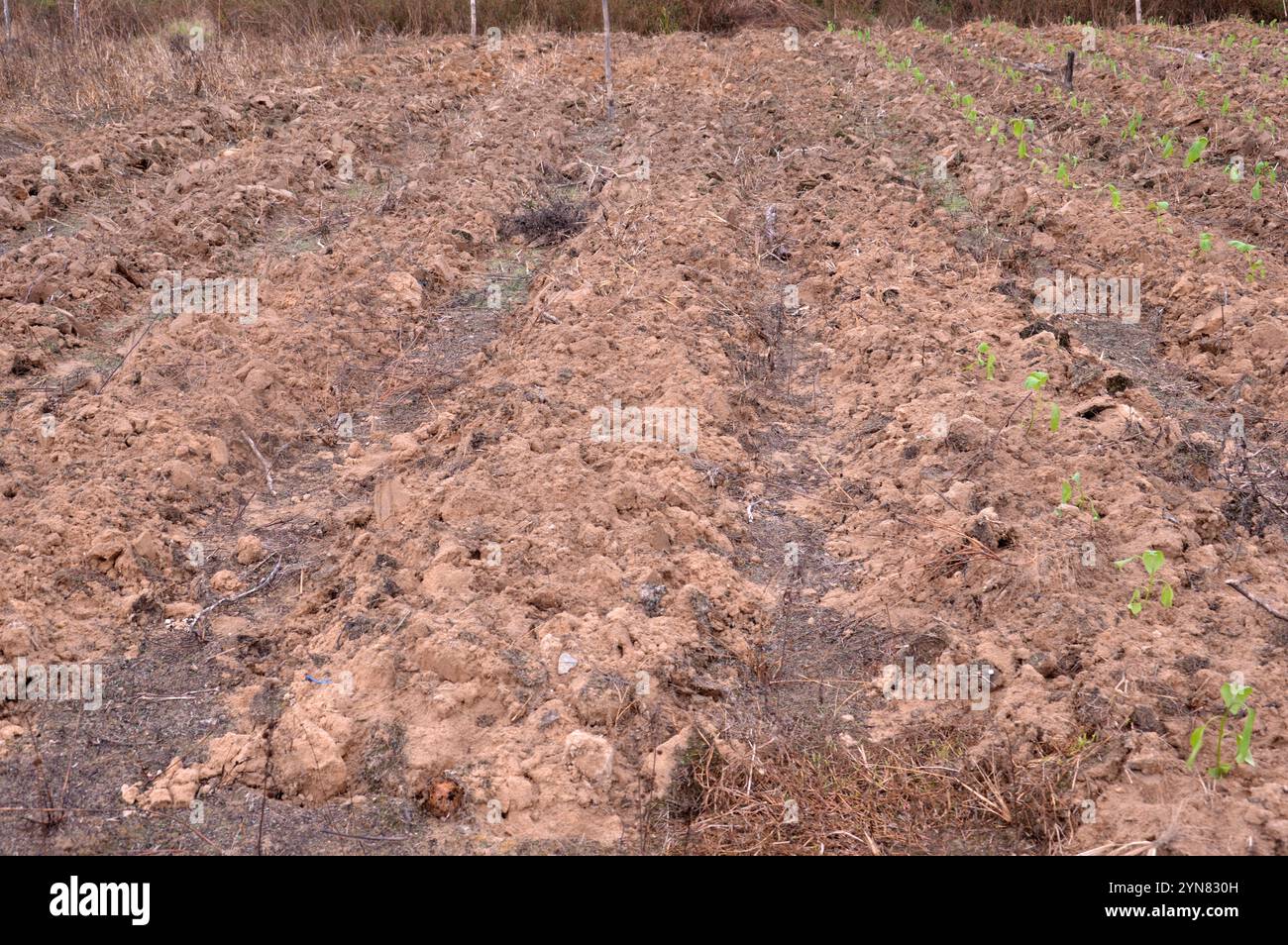Empty grass field and deep blue sky with clouds hi-res stock ...