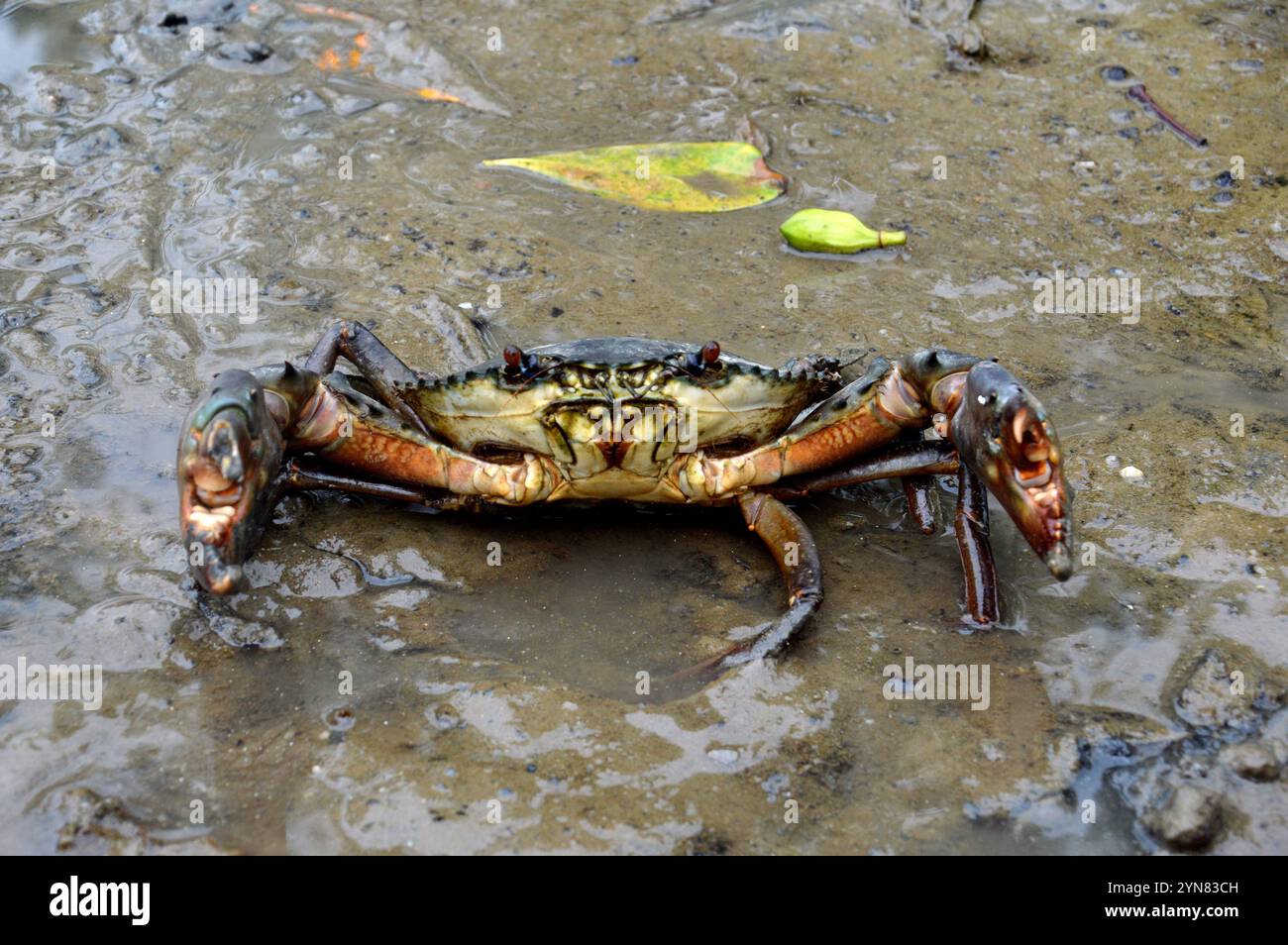 Giant mangrove crab hi-res stock photography and images - Alamy