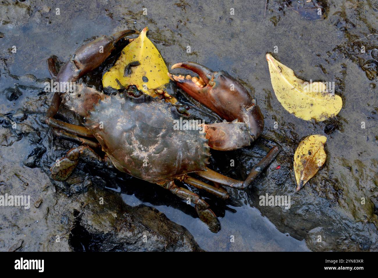 Giant mangrove crab hi-res stock photography and images - Alamy