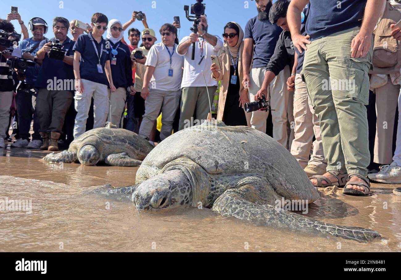 Beijing, Kuwait. 23rd Nov, 2024. Rescued and rehabilitated sea turtles ...