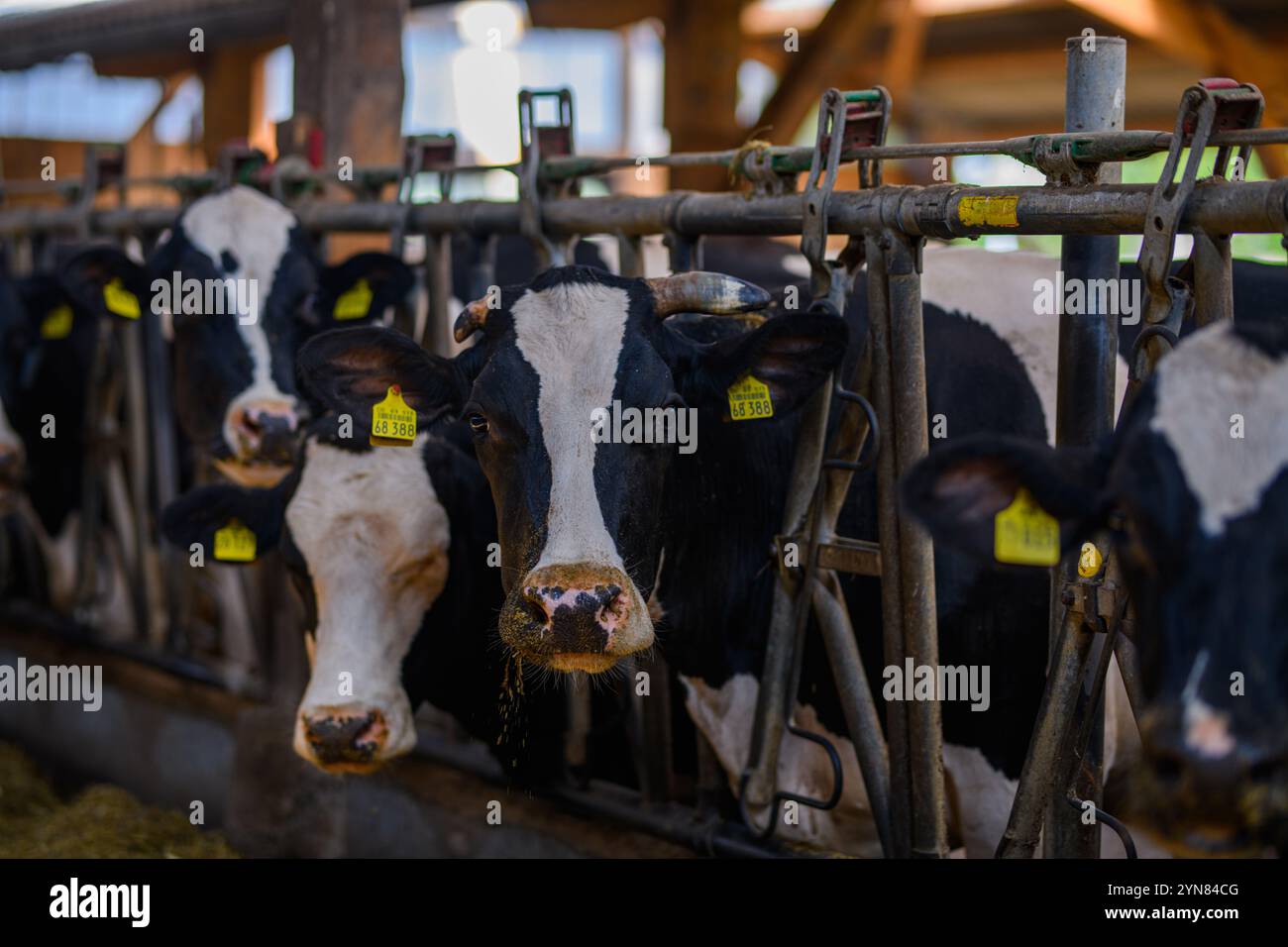 Cow at dairy milk farm. Cow on farm. Animal husbandry. Cow factory. Cow ...