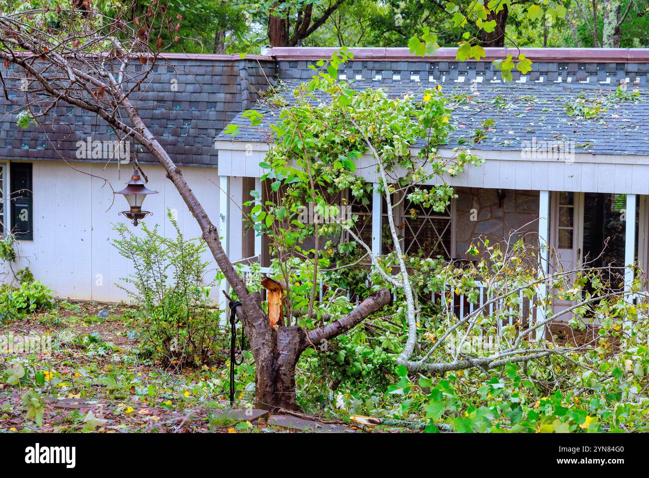 Large tree has fallen on house, damaging roof obstructing entrance in ...