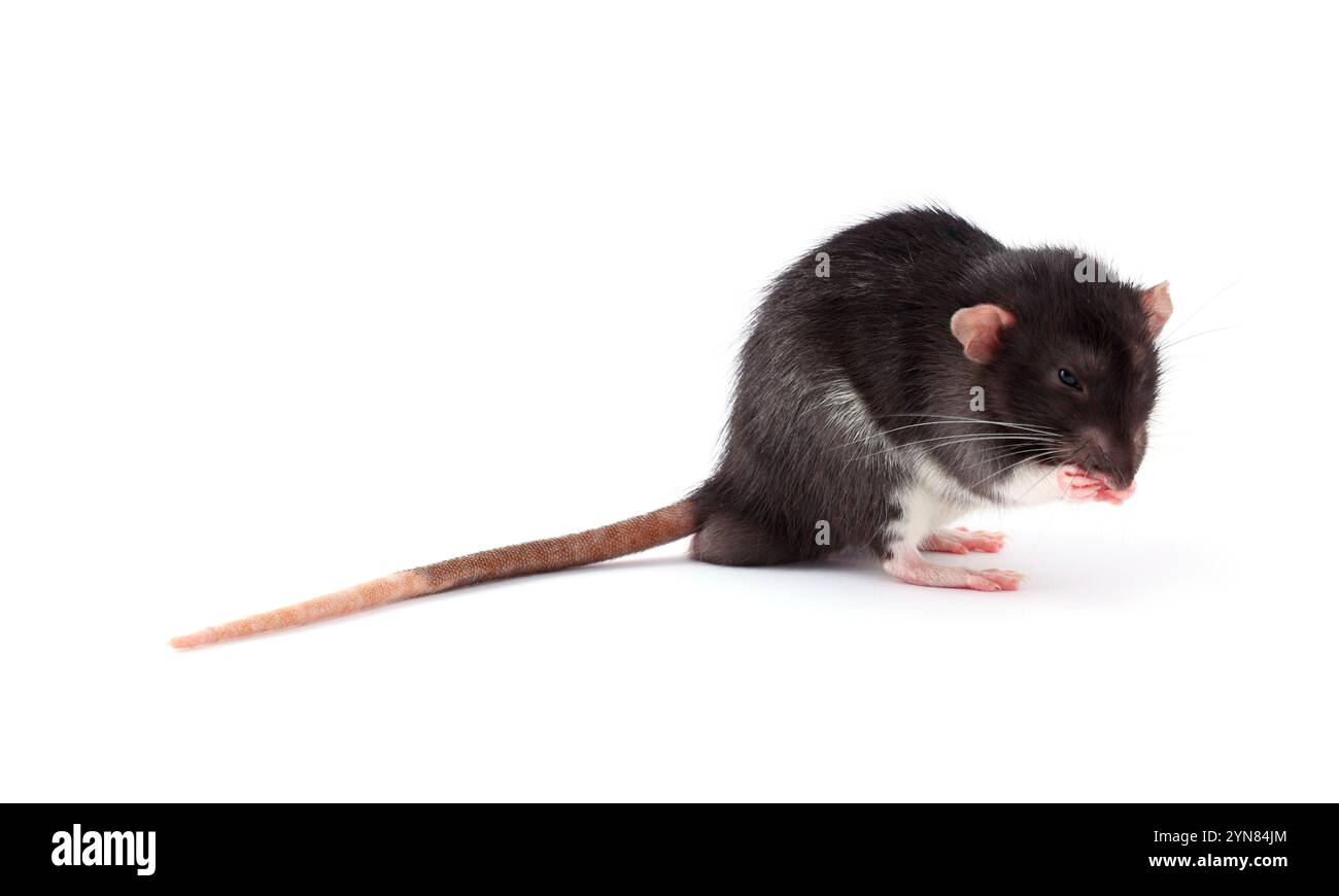 One rat on white background. Cute rodent Stock Photo - Alamy