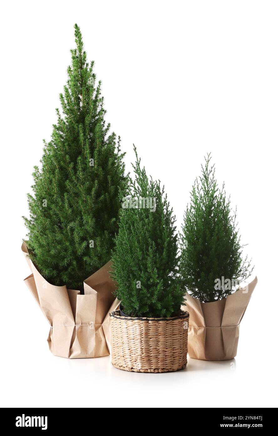 Three small spruce trees isolated on white Stock Photo - Alamy