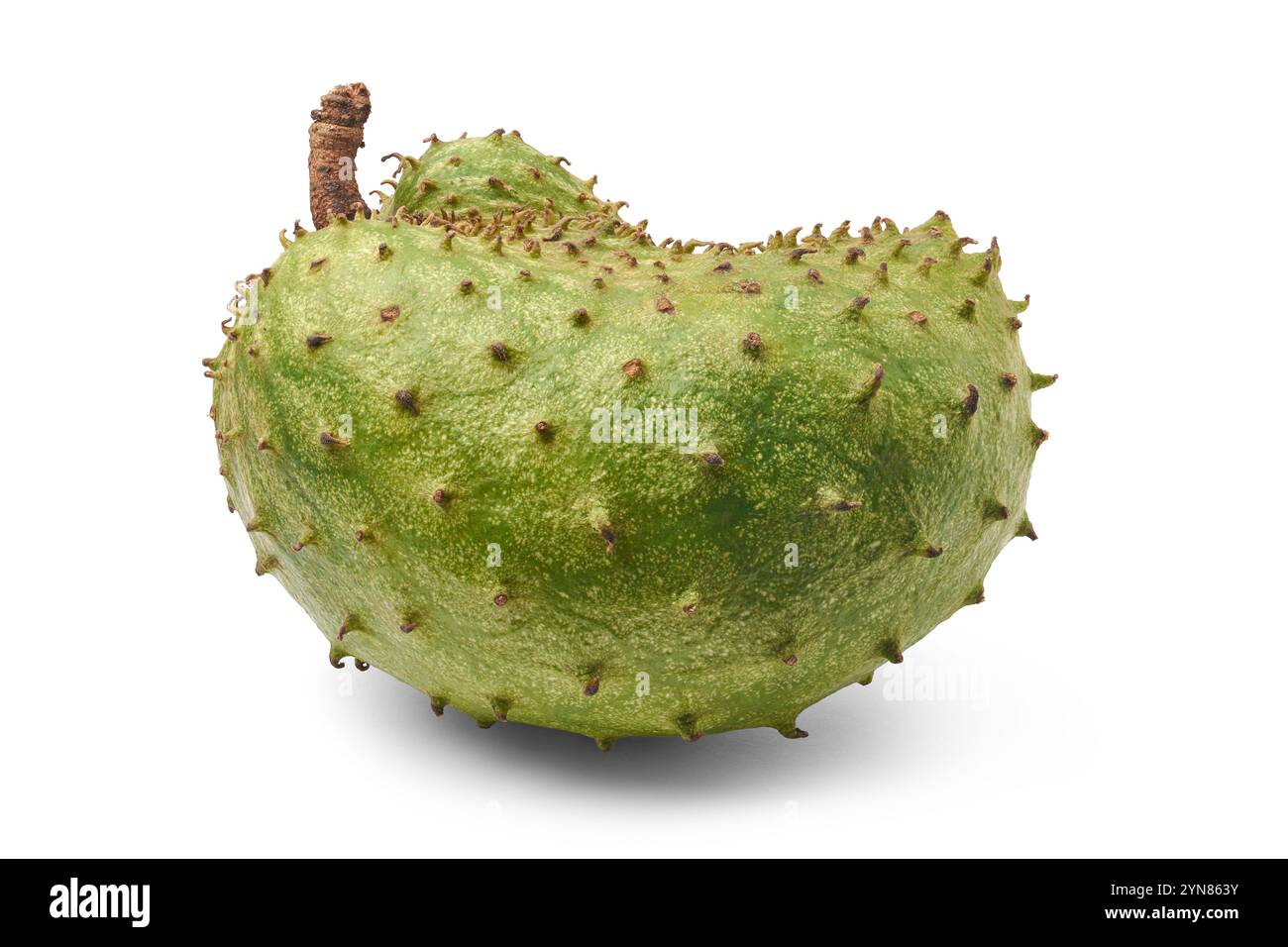 close-up of soursop or annona fruit isolated white background, tropical ...