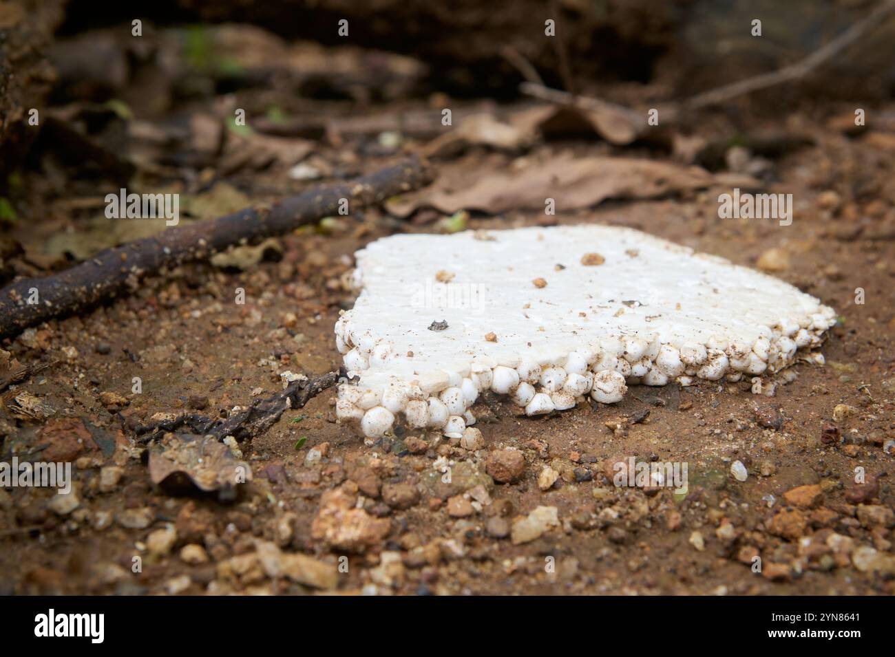 white styrofoam thrown or lying on dirt ground outdoor, environmental ...