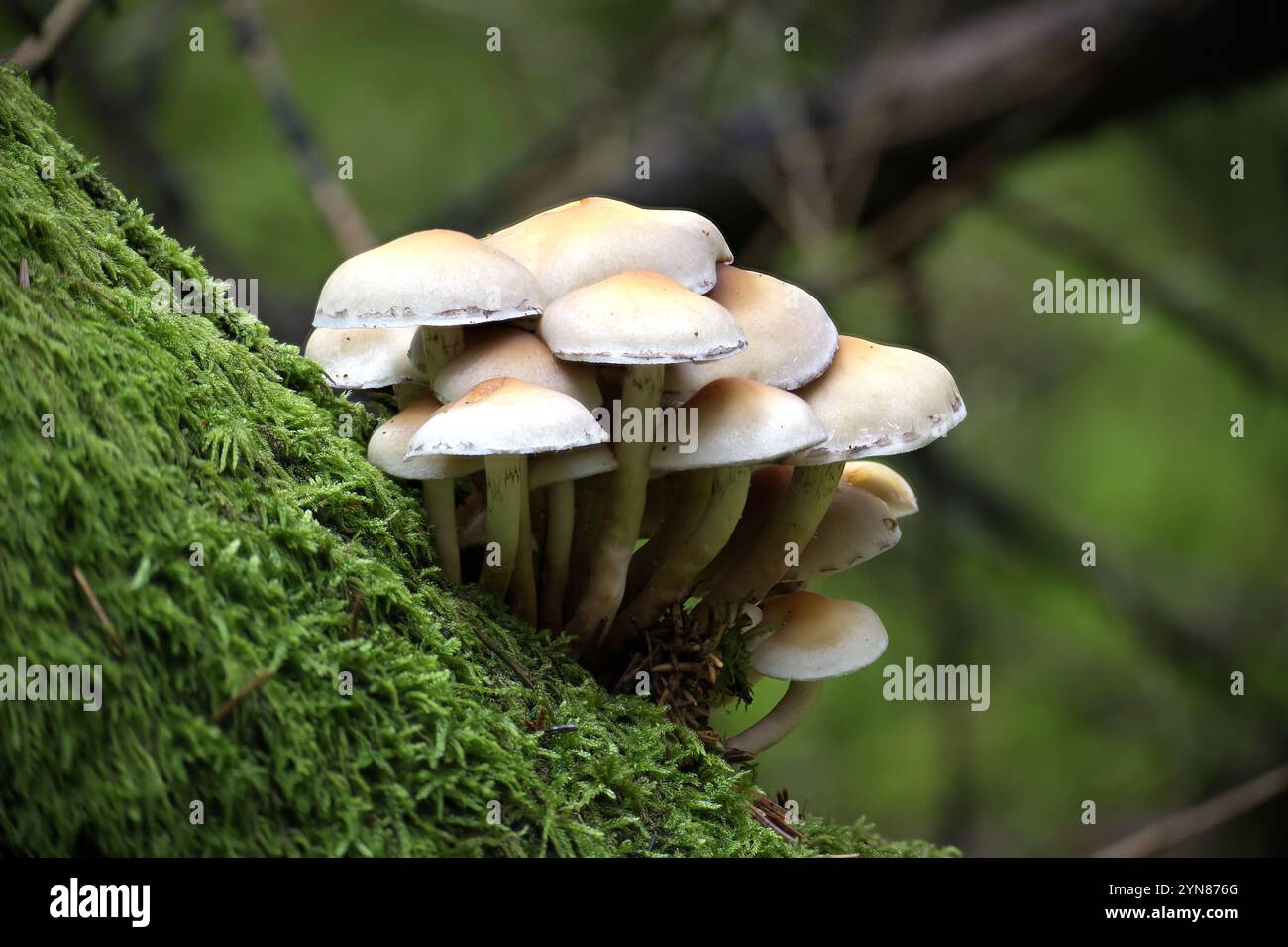 A group of wild mushrooms cluster on a moss-covered tree trunk ...