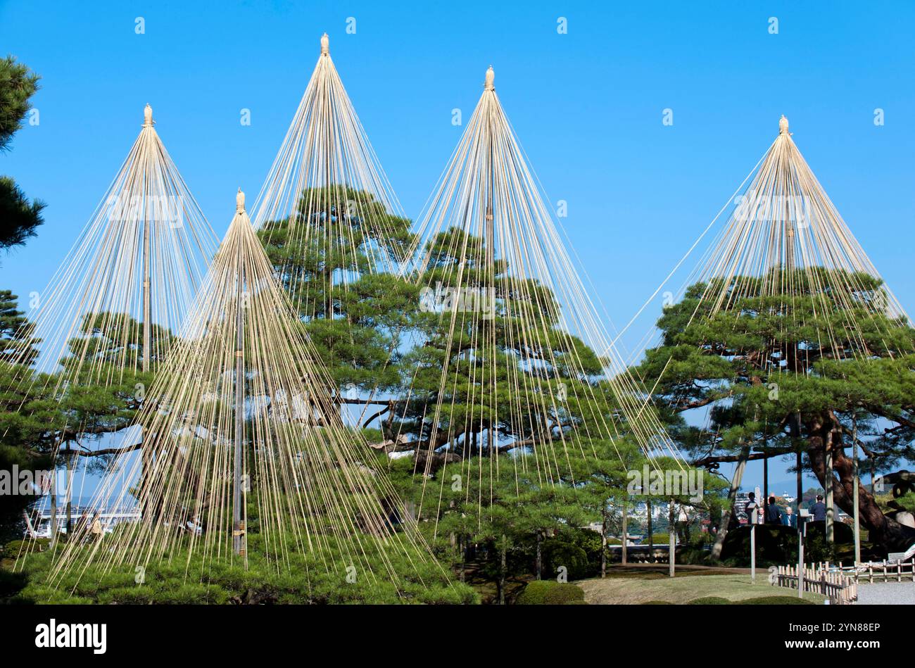 In late autumn, yukitsuri (rope umbrellas) are set up to support ...
