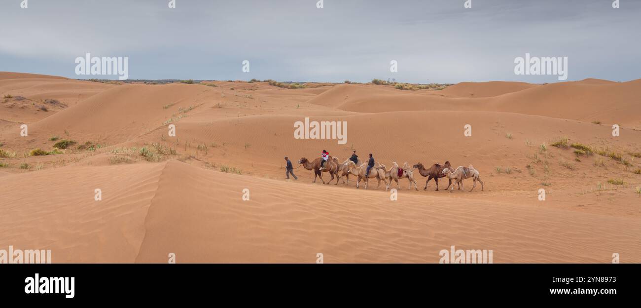Caravan of camels. Kubuqi desert, Xiangshawan Resort, Inner Mongolia ...