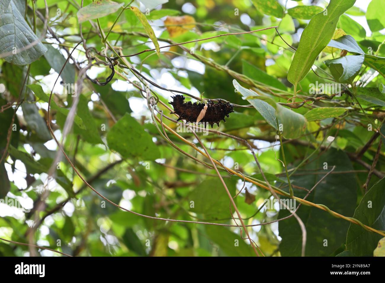 Sri lankan birdwing larva hi-res stock photography and images - Alamy