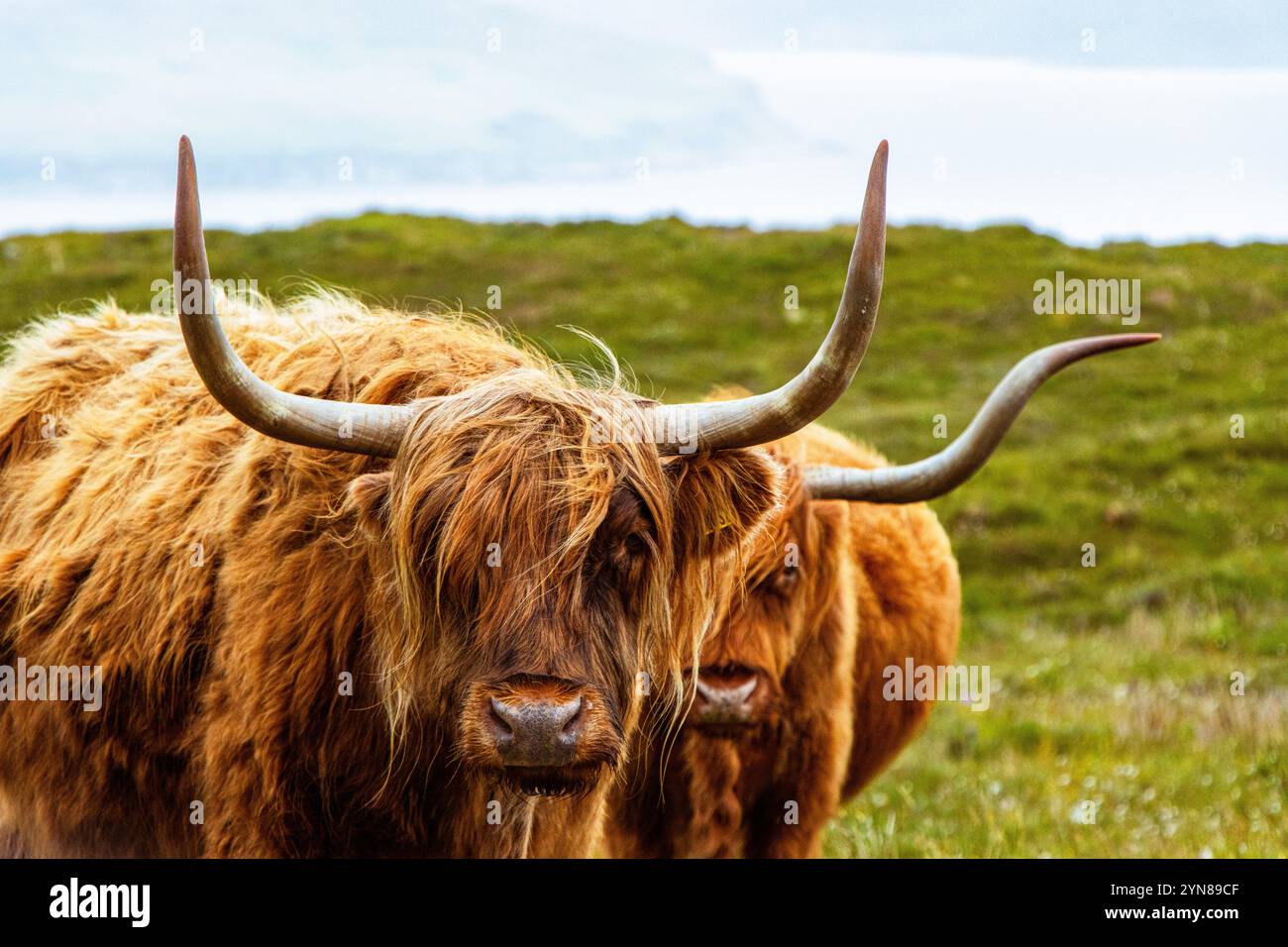 Pair of free roaming highland cattle with big horns Stock Photo - Alamy